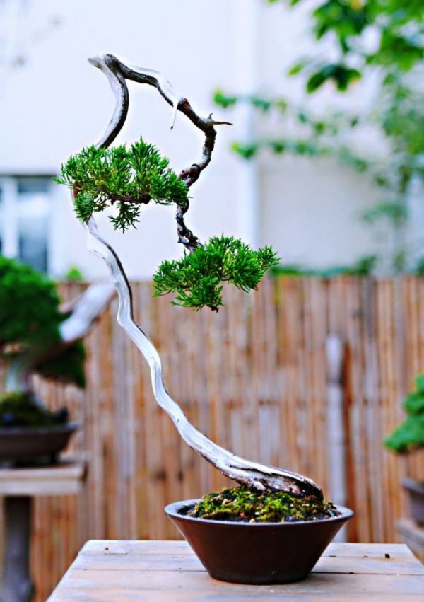 El taller de bonsai • Tipos de bonsai, diseños y tamaños.