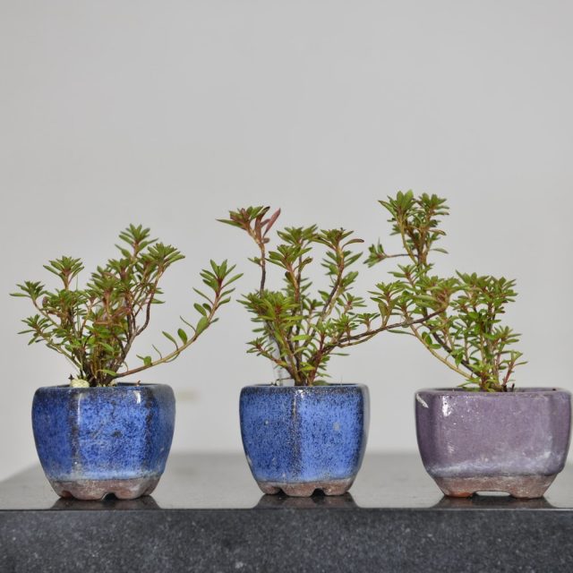 Cuidados de La Azalea como bonsai • Guía de cultivo